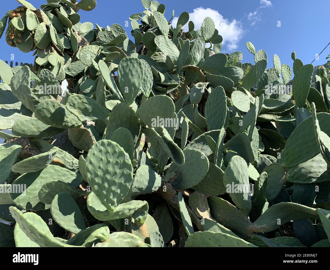 Low angle shot of prickly pear against blue sky background Stock Photo ...