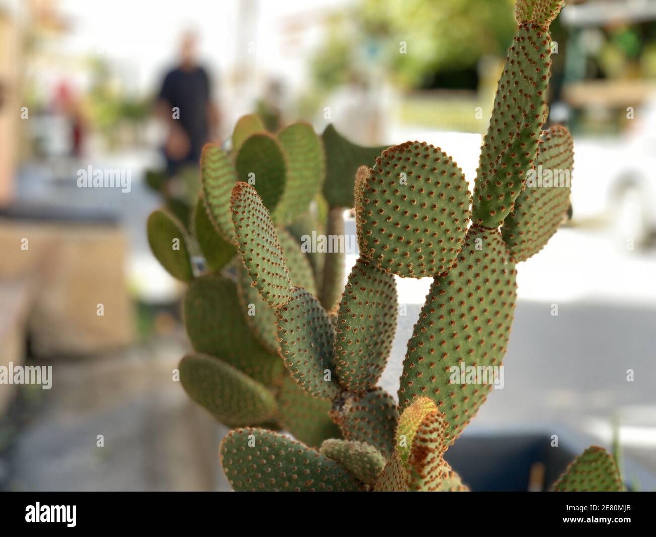 Bunny ears prickly pear cactus hi-res stock photography and images - Alamy