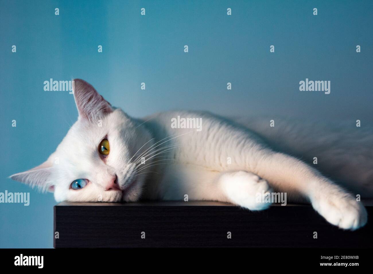 white heterochromia cat posing Stock Photo - Alamy