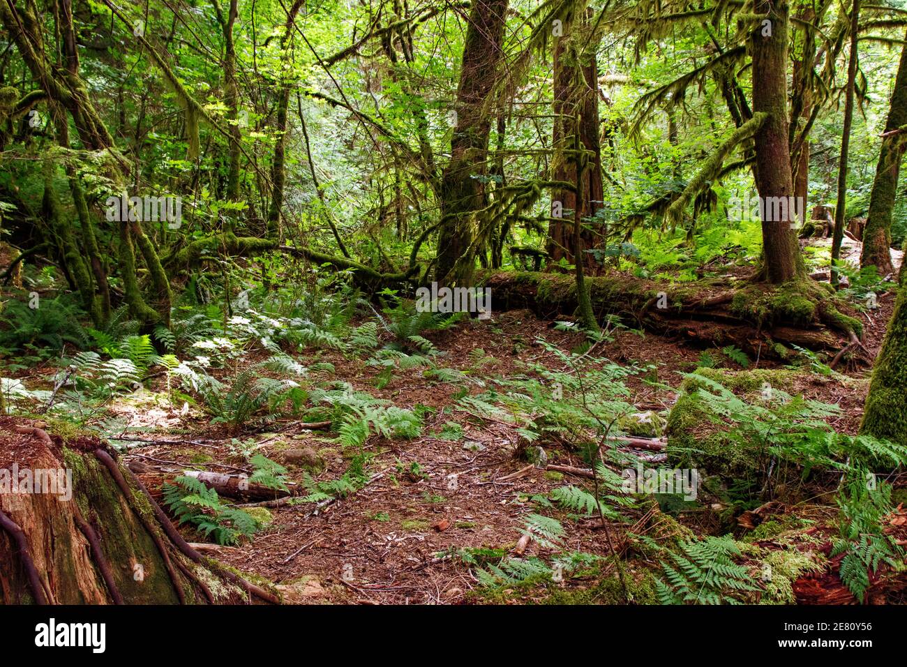 Beautiful scenery of rainforest hi-res stock photography and images - Alamy