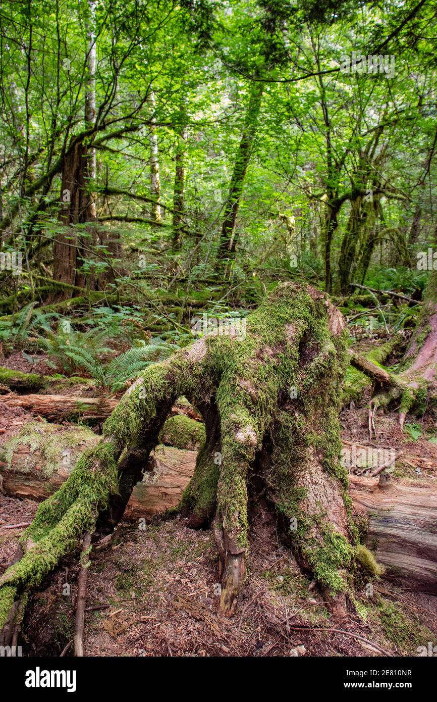 Strange tree formations of the rain forest, Squamish, BC, Canada ...