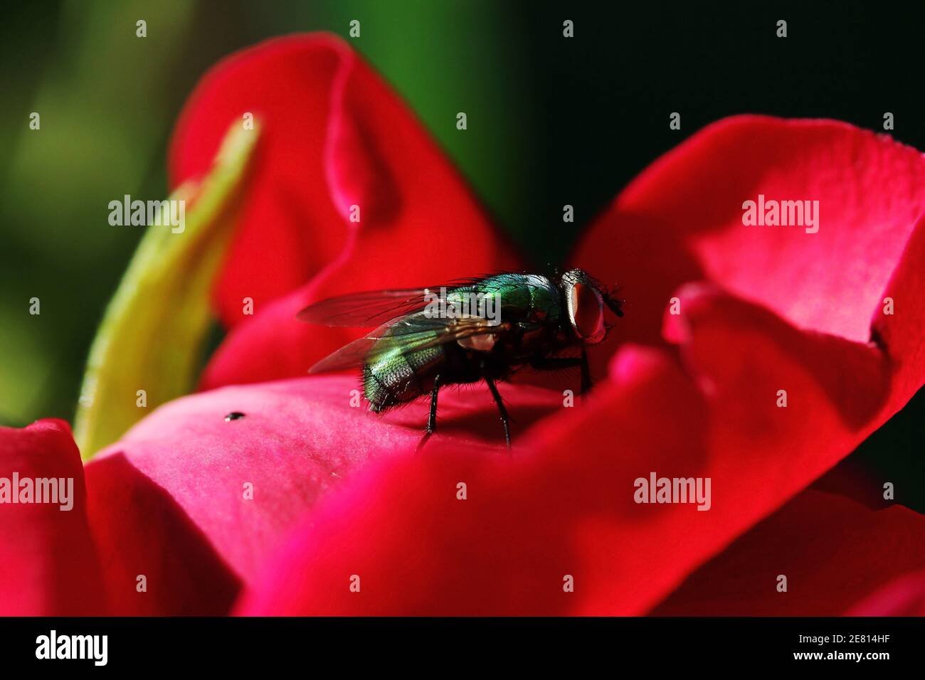 A green shiny gold fly (Lucilia sericata) sits on a red rose Stock ...