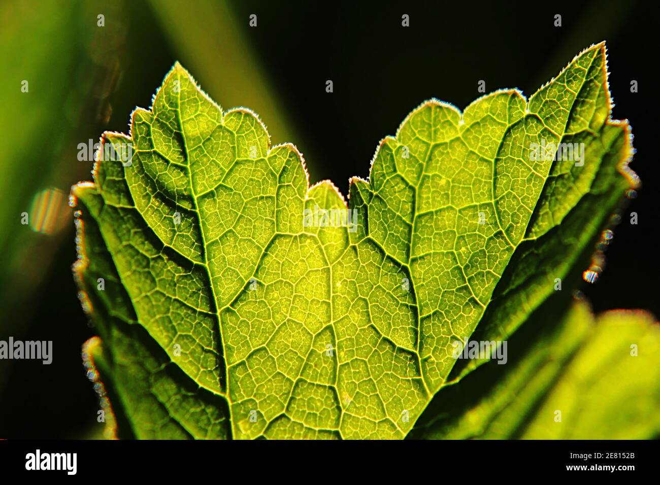 Close up of a plant leaf backlit Stock Photo - Alamy
