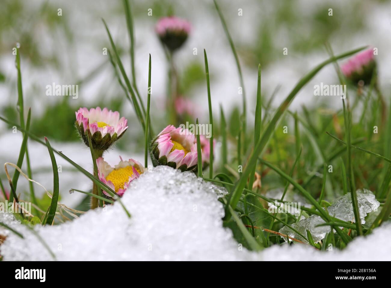 Snowy daisy hi-res stock photography and images - Alamy