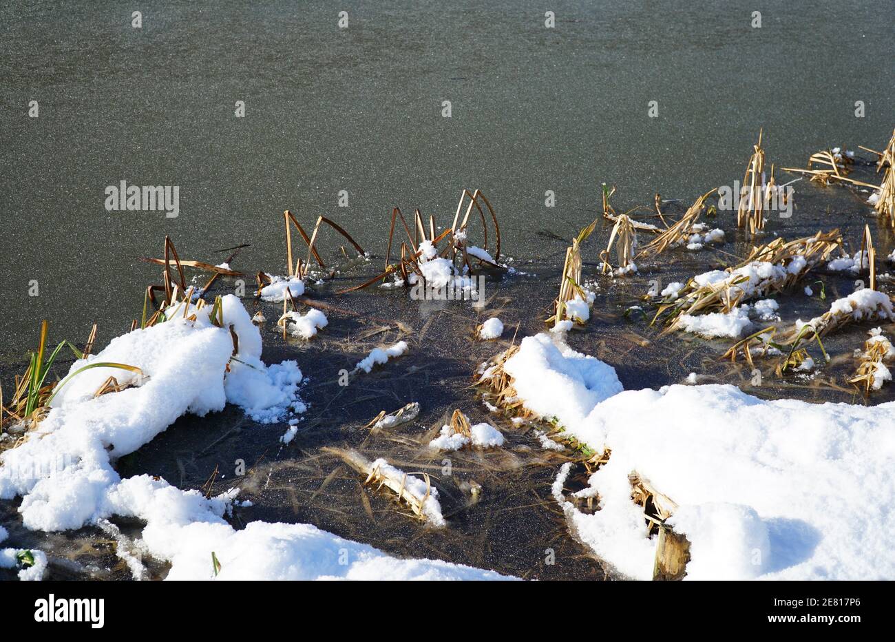 Bound reeds hi-res stock photography and images - Alamy