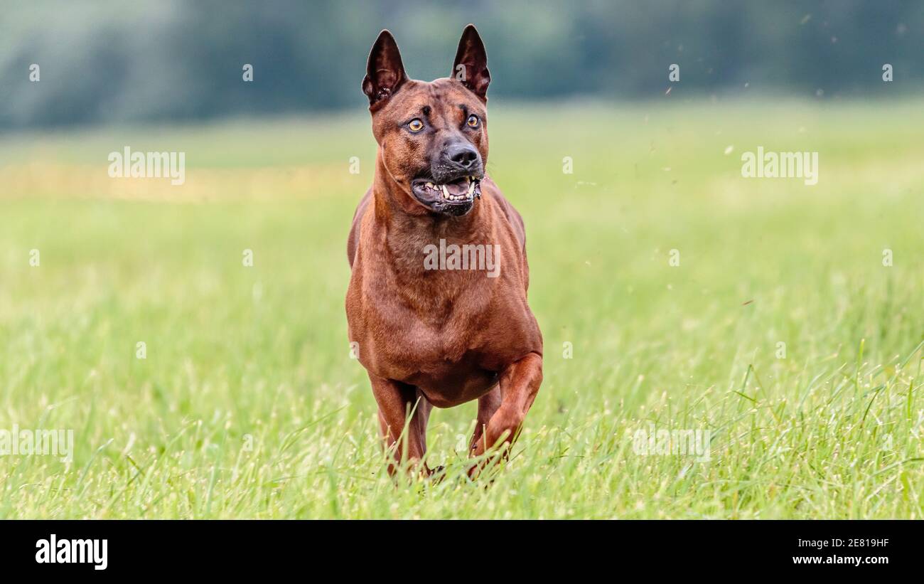 Thai ridgeback dog hi-res stock photography and images - Alamy