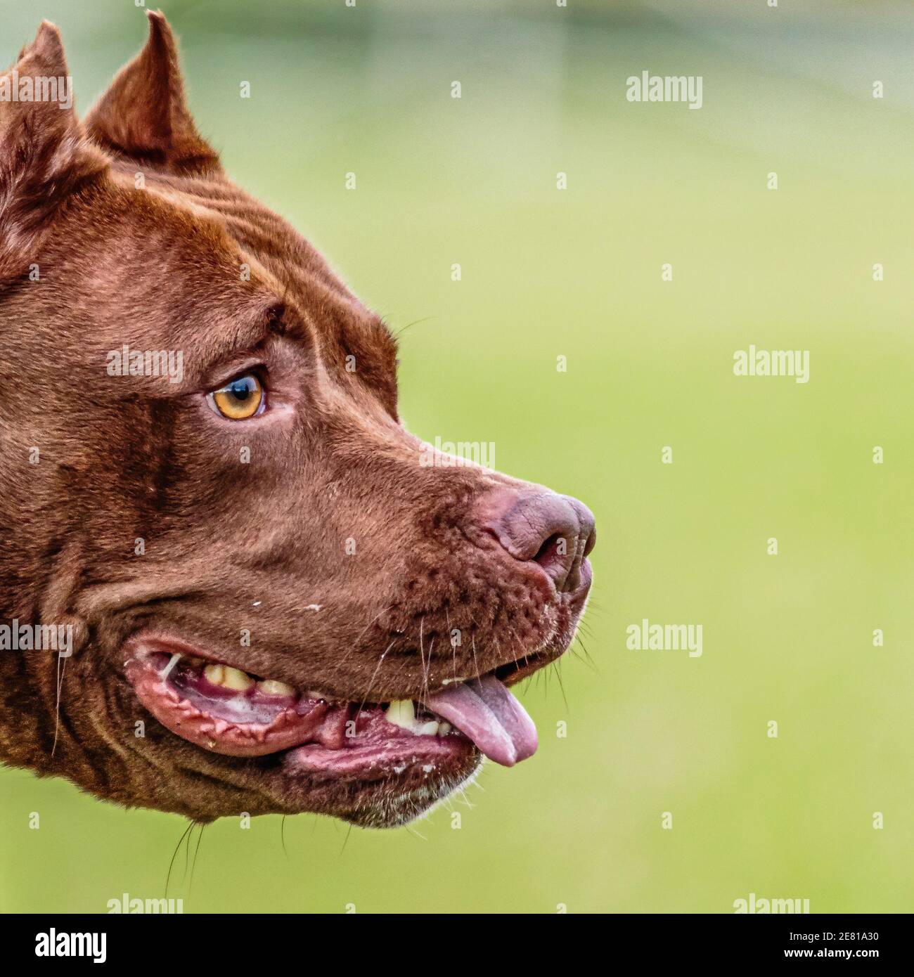 All american dog agility competition hi-res stock photography and ...