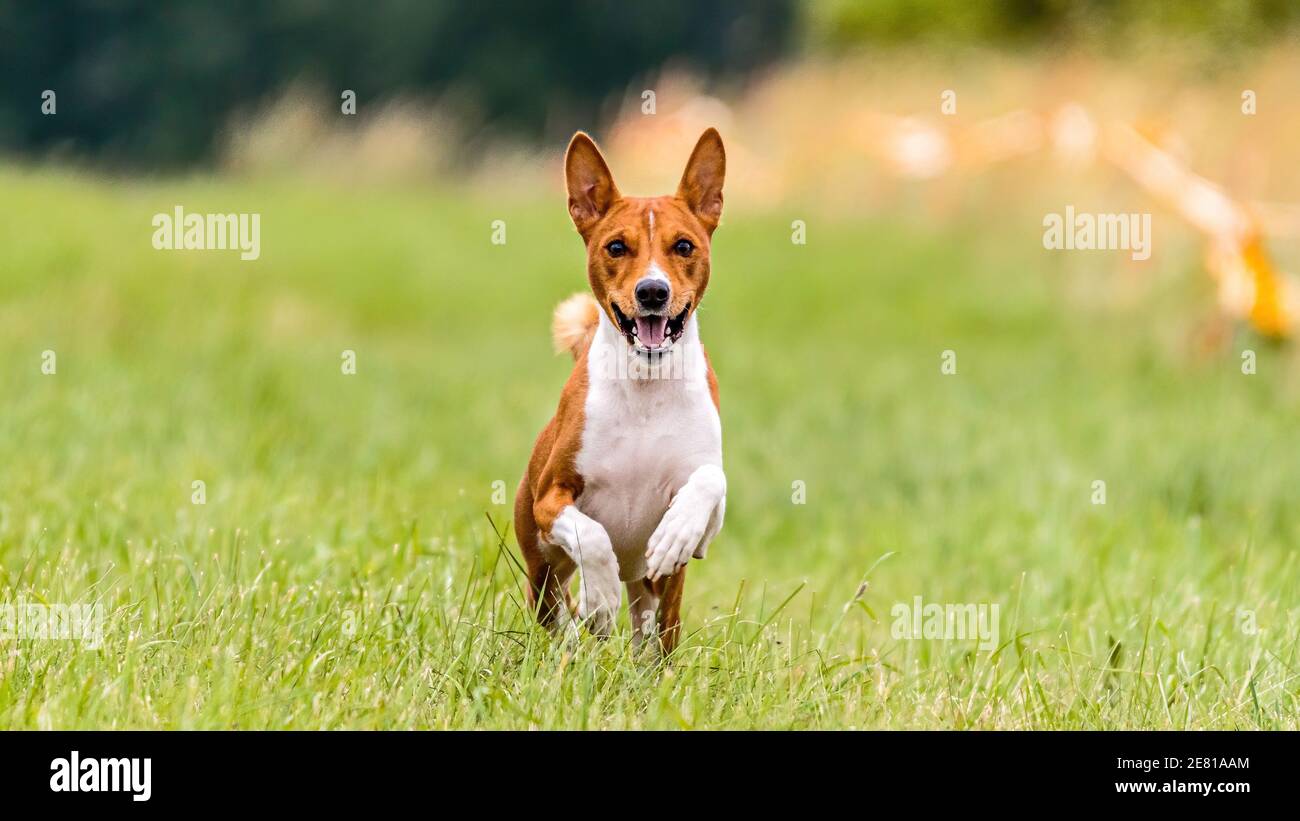 Basenji High Resolution Stock Photography and Images - Alamy