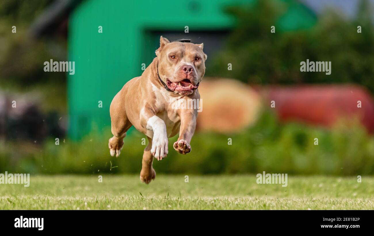 All american dog agility competition hi-res stock photography and ...