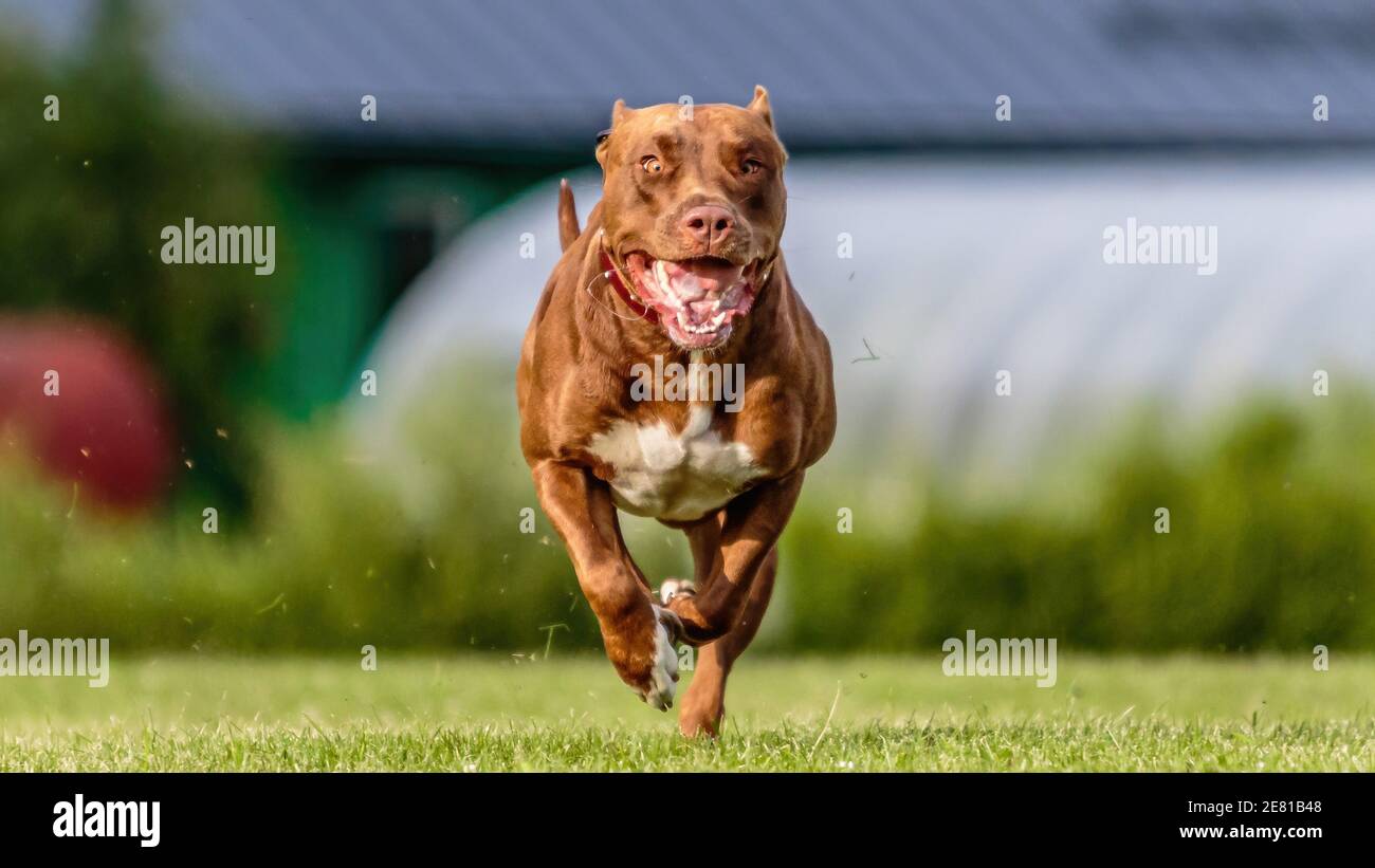 American Pit Bull Terrier running in the green field on lure coursing ...