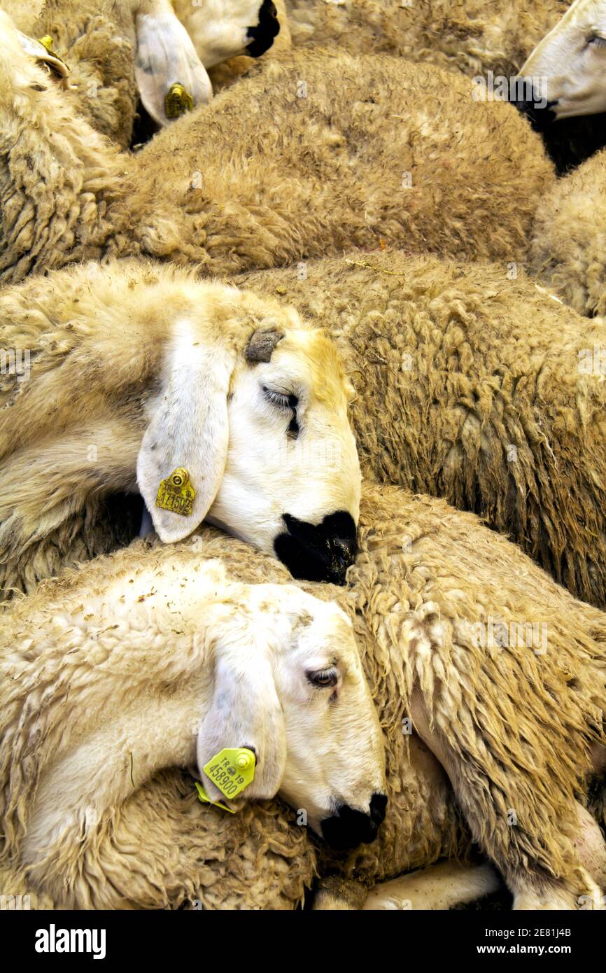 Sheep Sleeping High Resolution Stock Photography and Images - Alamy