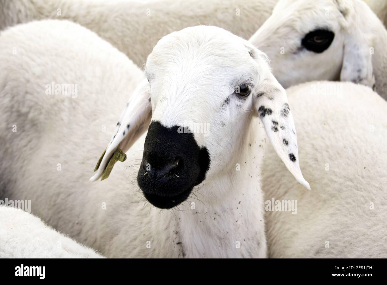 Sheep in the farm Stock Photo - Alamy