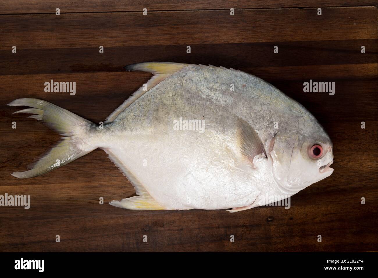 Pampano hi-res stock photography and images - Alamy