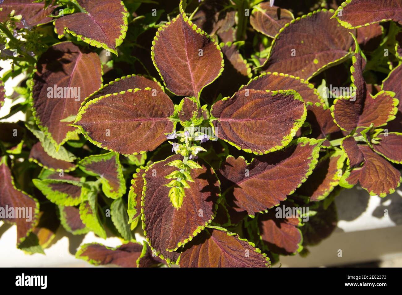 Red and green leaves of the coleus plant, Plectrums scutellarioides. of ...
