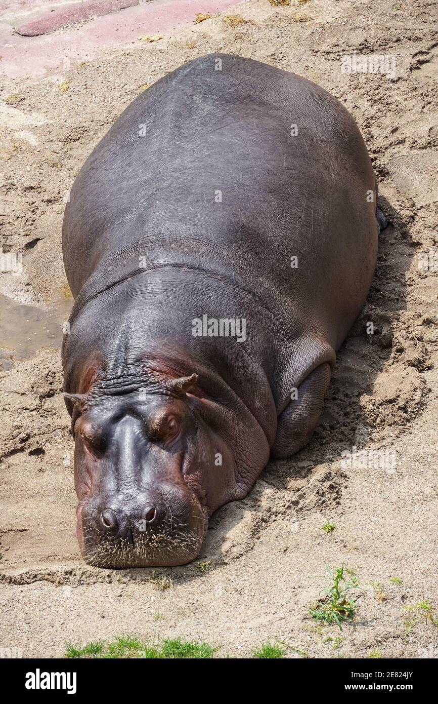 Hippo Laying Down In Water