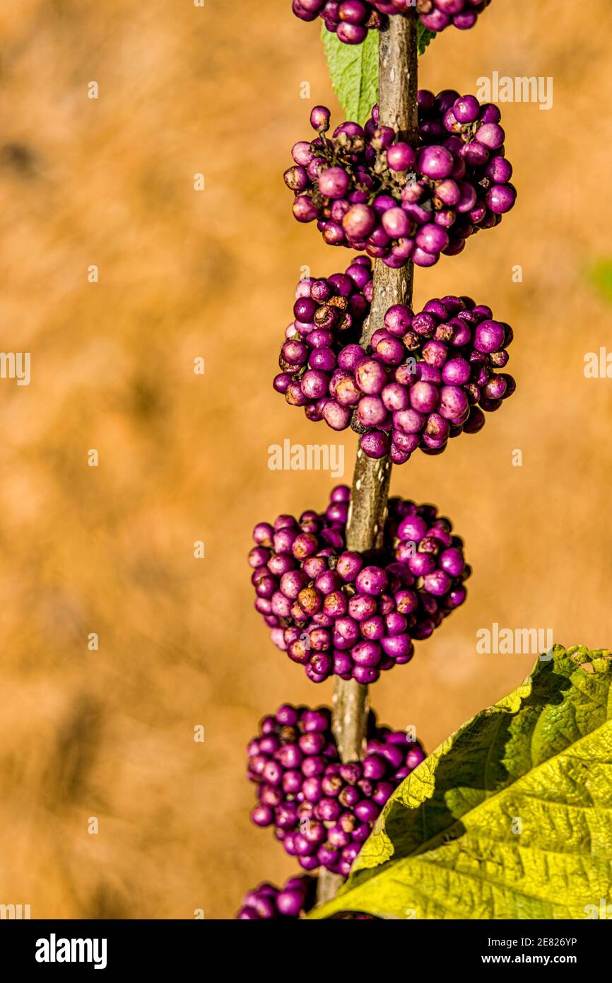 Purple Berries In Florida