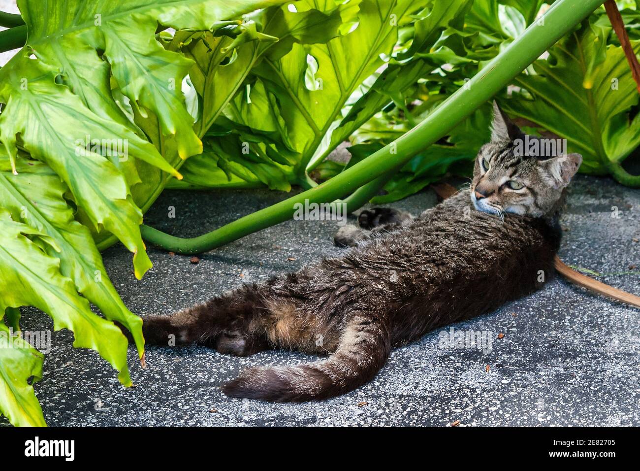 A tabby cat looking up from a rest under a Philodendron in Miami ...