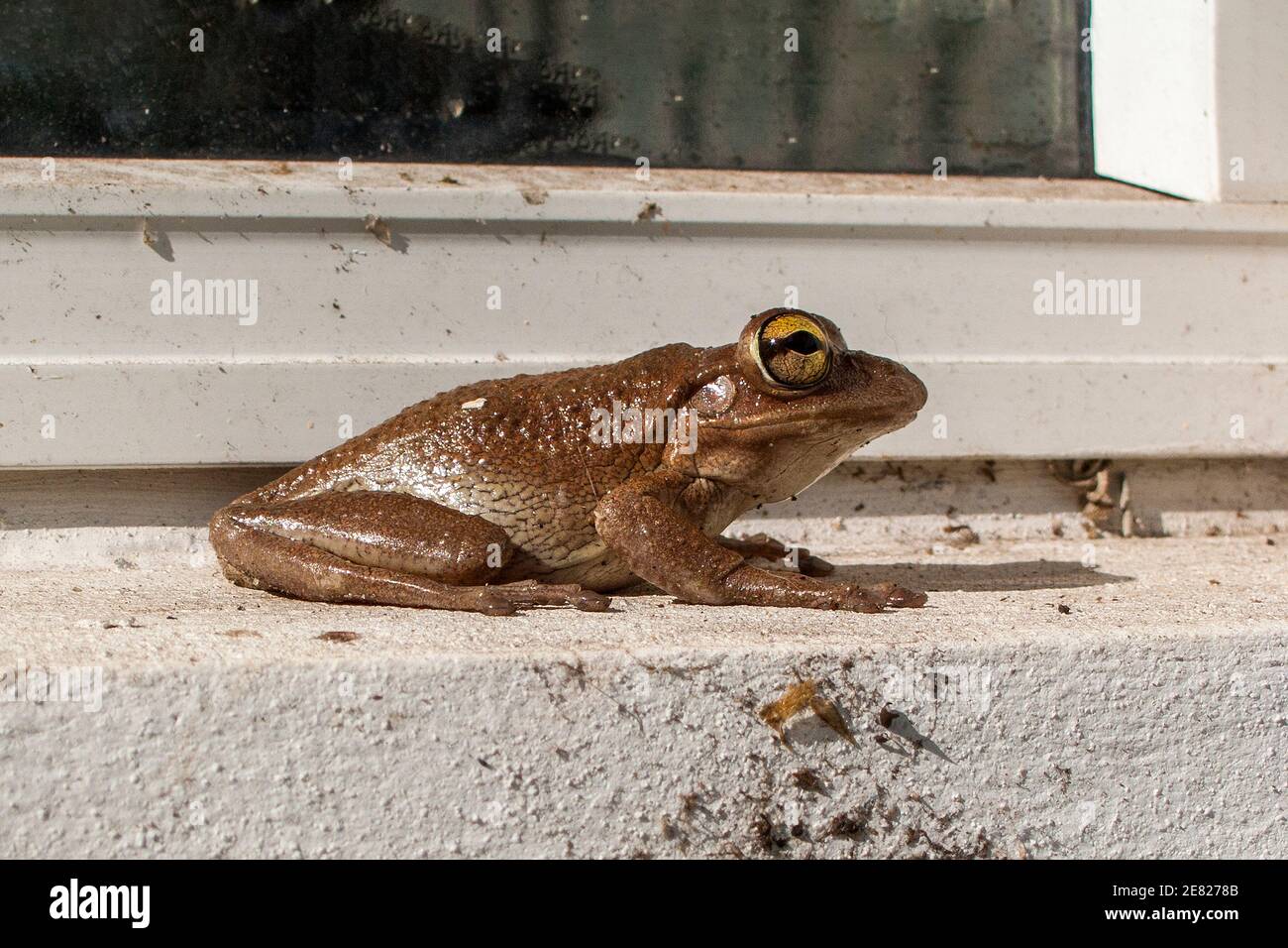 A Cuban treefrog on a window ledge in Miami, Florida Stock Photo - Alamy