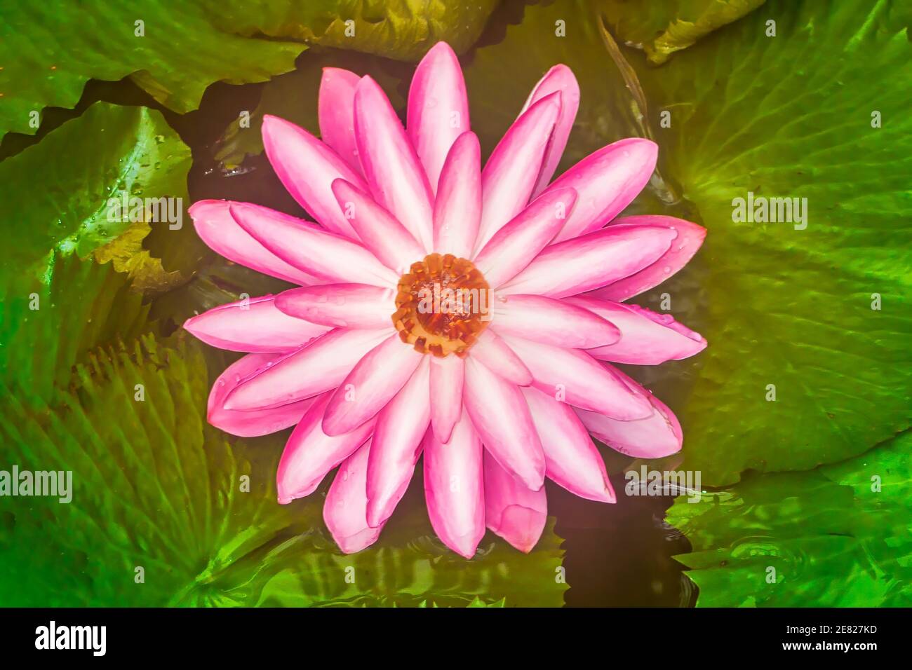 Water lilly florida hi-res stock photography and images - Alamy