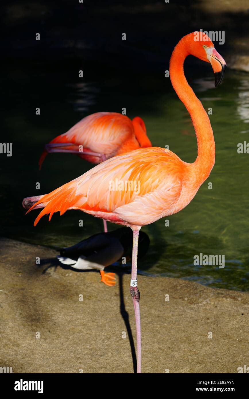 A pink flamingo bird standing on one leg Stock Photo - Alamy
