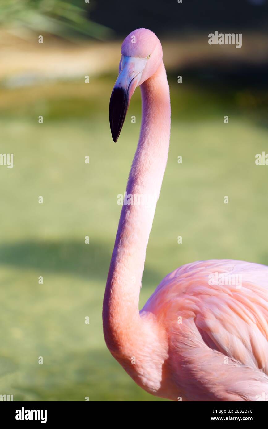 A pink flamingo bird standing on one leg Stock Photo - Alamy
