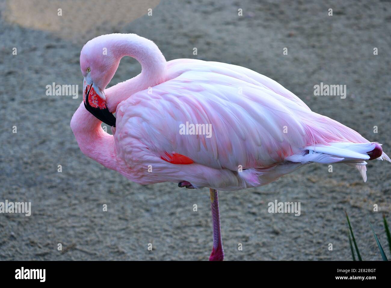 A pink flamingo bird standing on one leg Stock Photo - Alamy