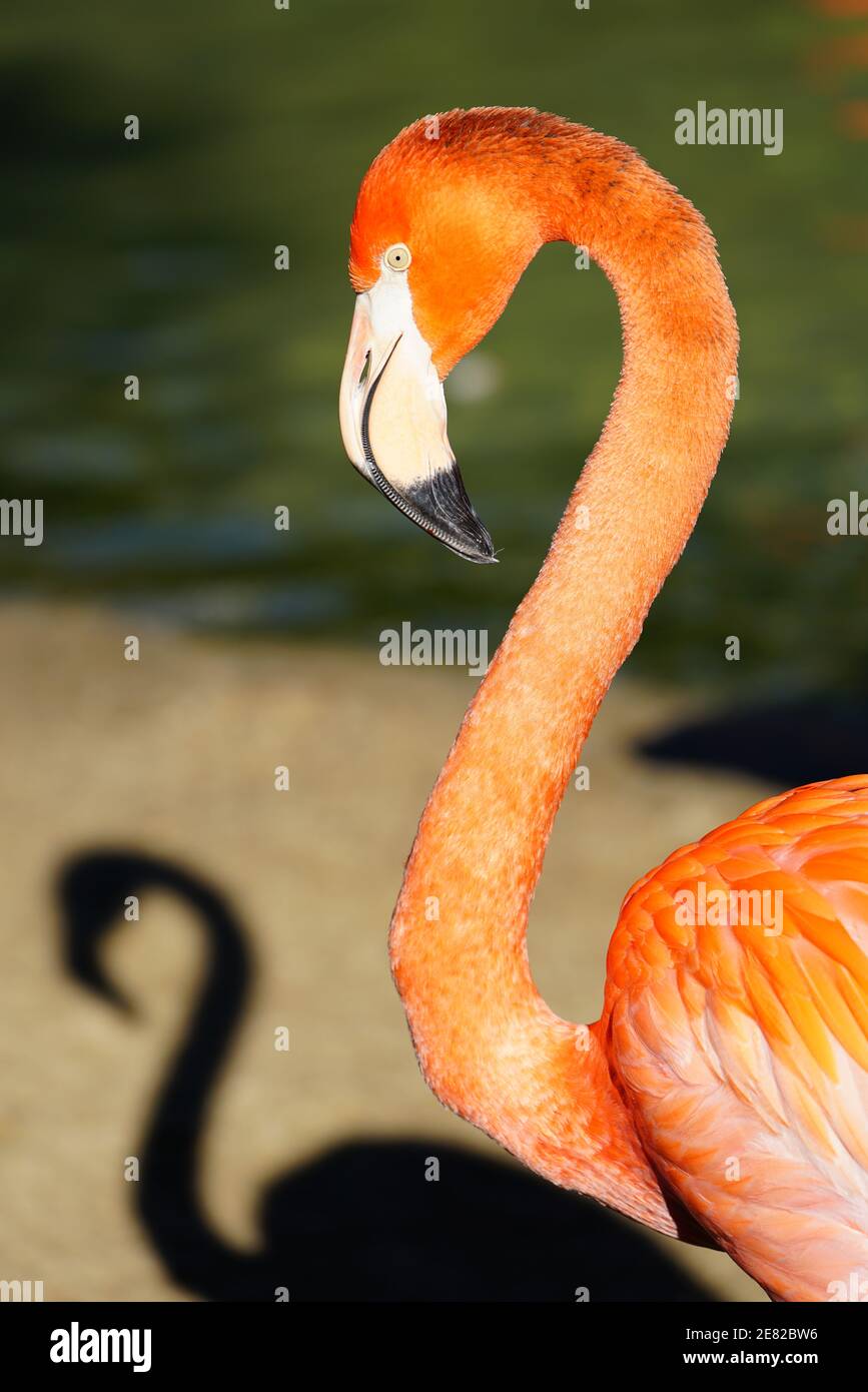 A pink flamingo bird standing on one leg Stock Photo - Alamy