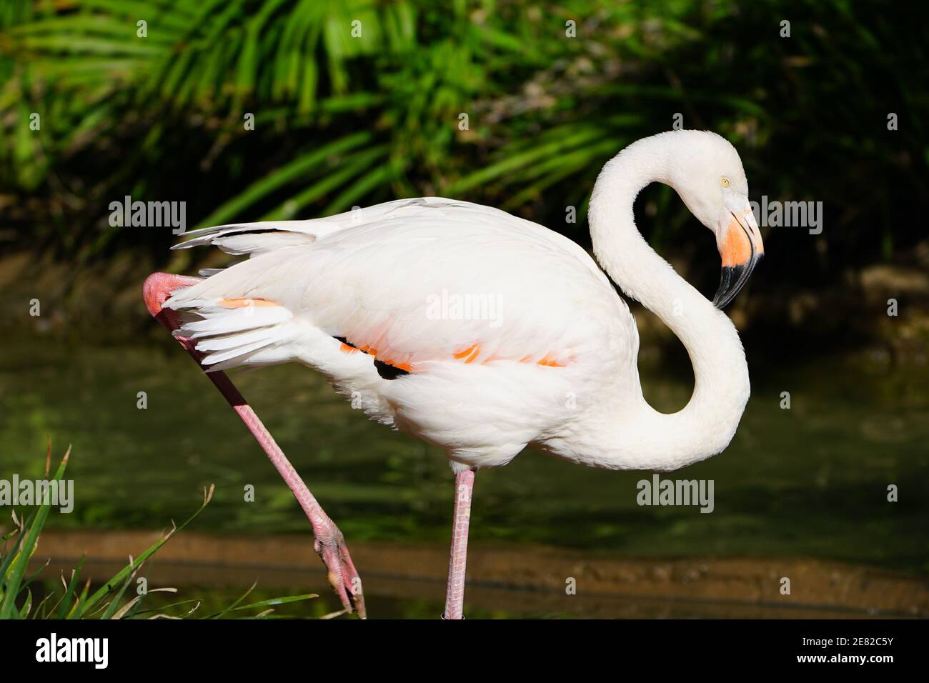 A pink flamingo bird standing on one leg Stock Photo - Alamy