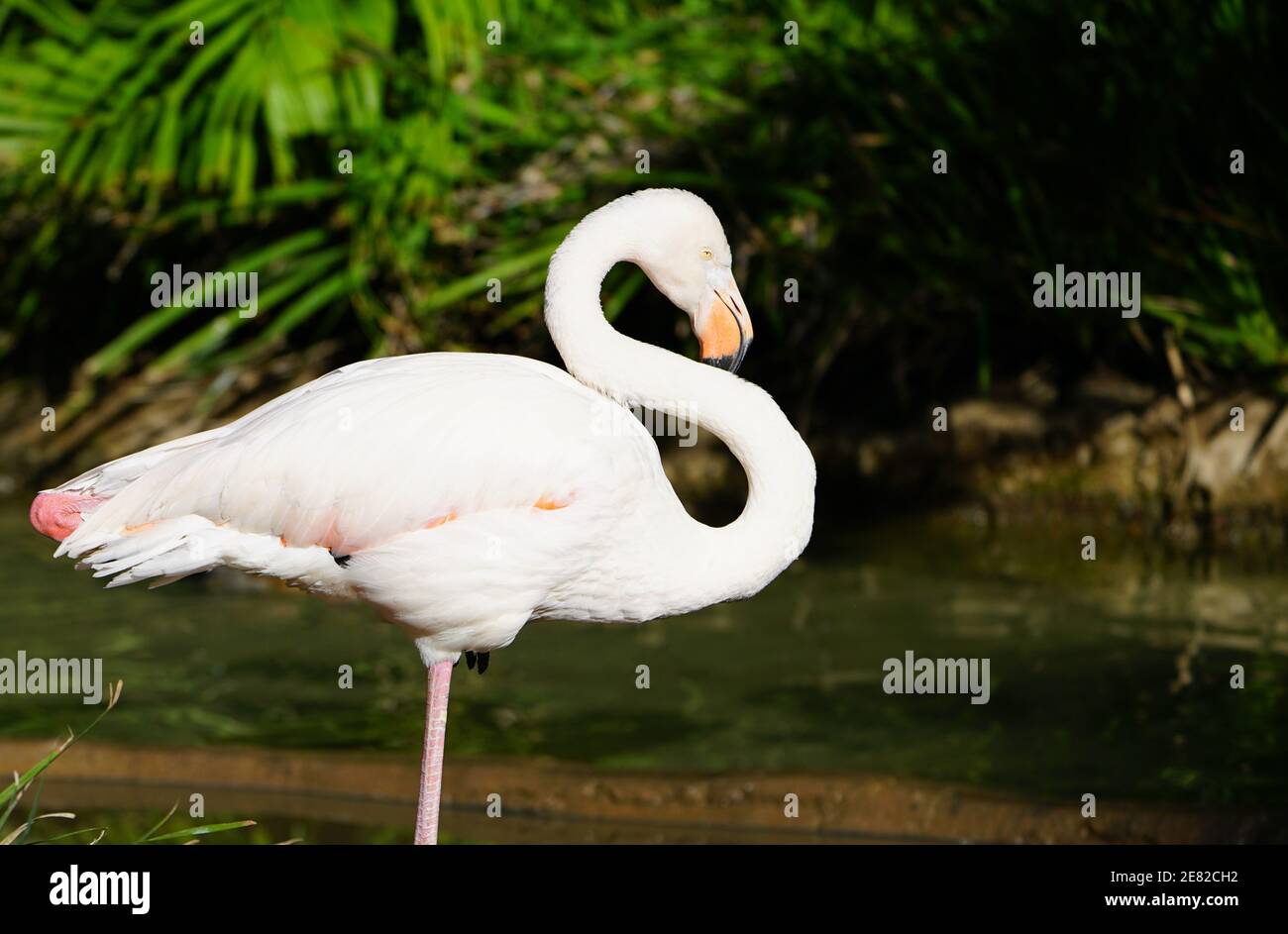 A pink flamingo bird standing on one leg Stock Photo - Alamy