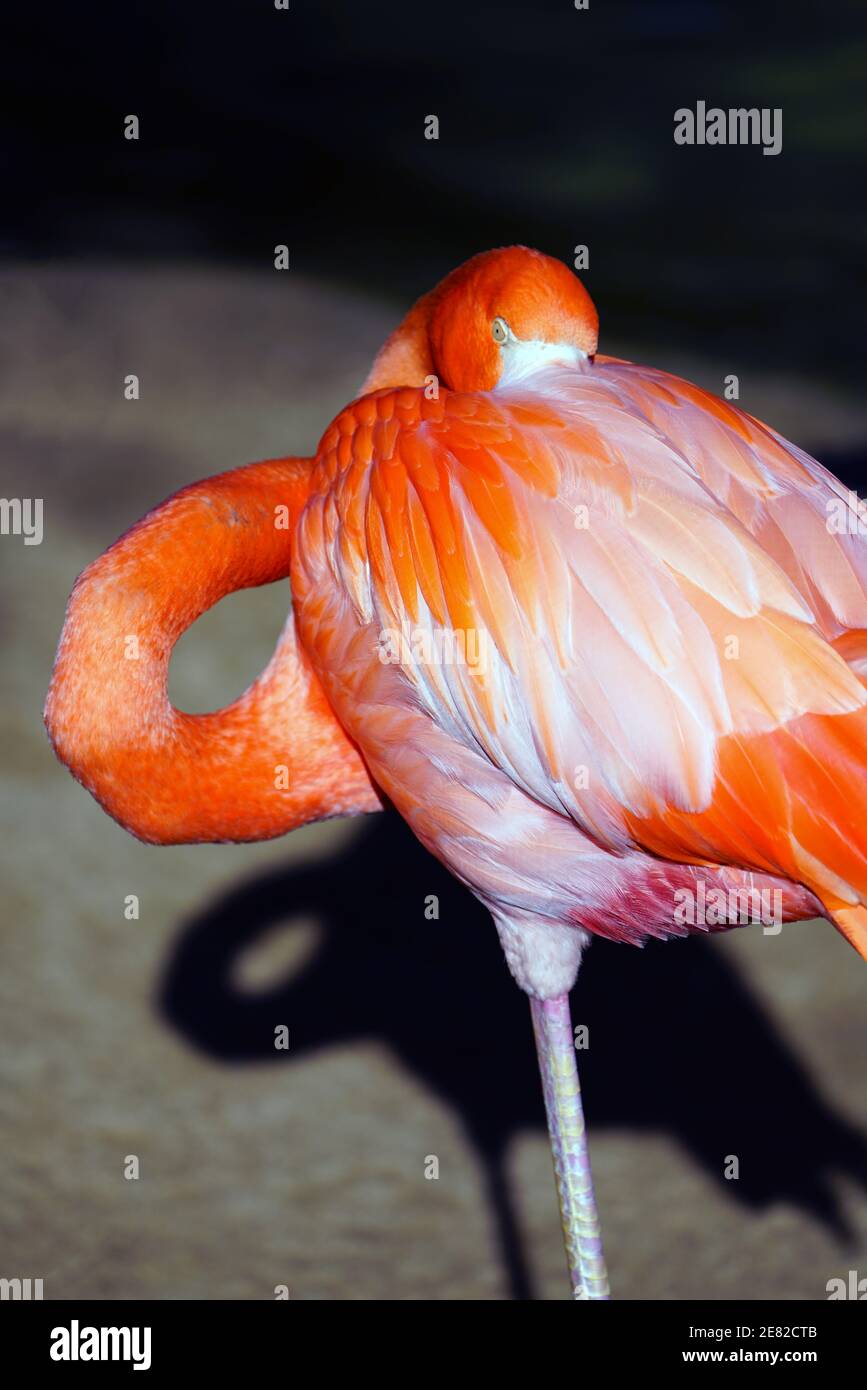 A pink flamingo bird standing on one leg Stock Photo - Alamy