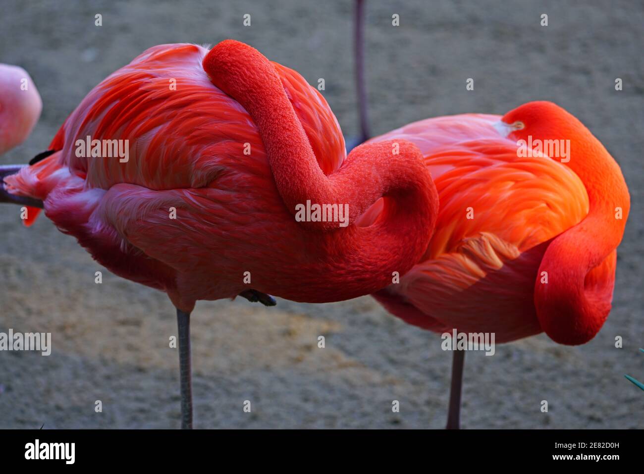 A pink flamingo bird standing on one leg Stock Photo - Alamy