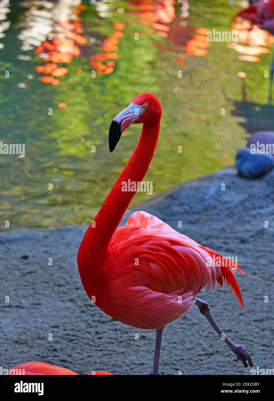 A pink flamingo bird standing on one leg Stock Photo - Alamy