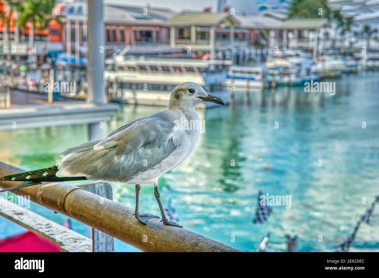 Miami shopping bird hi-res stock photography and images - Alamy
