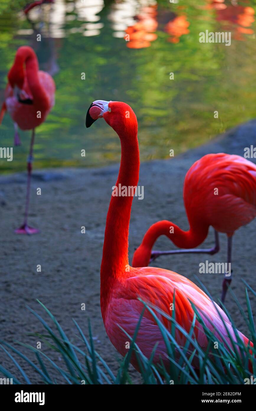 A pink flamingo bird standing on one leg Stock Photo - Alamy