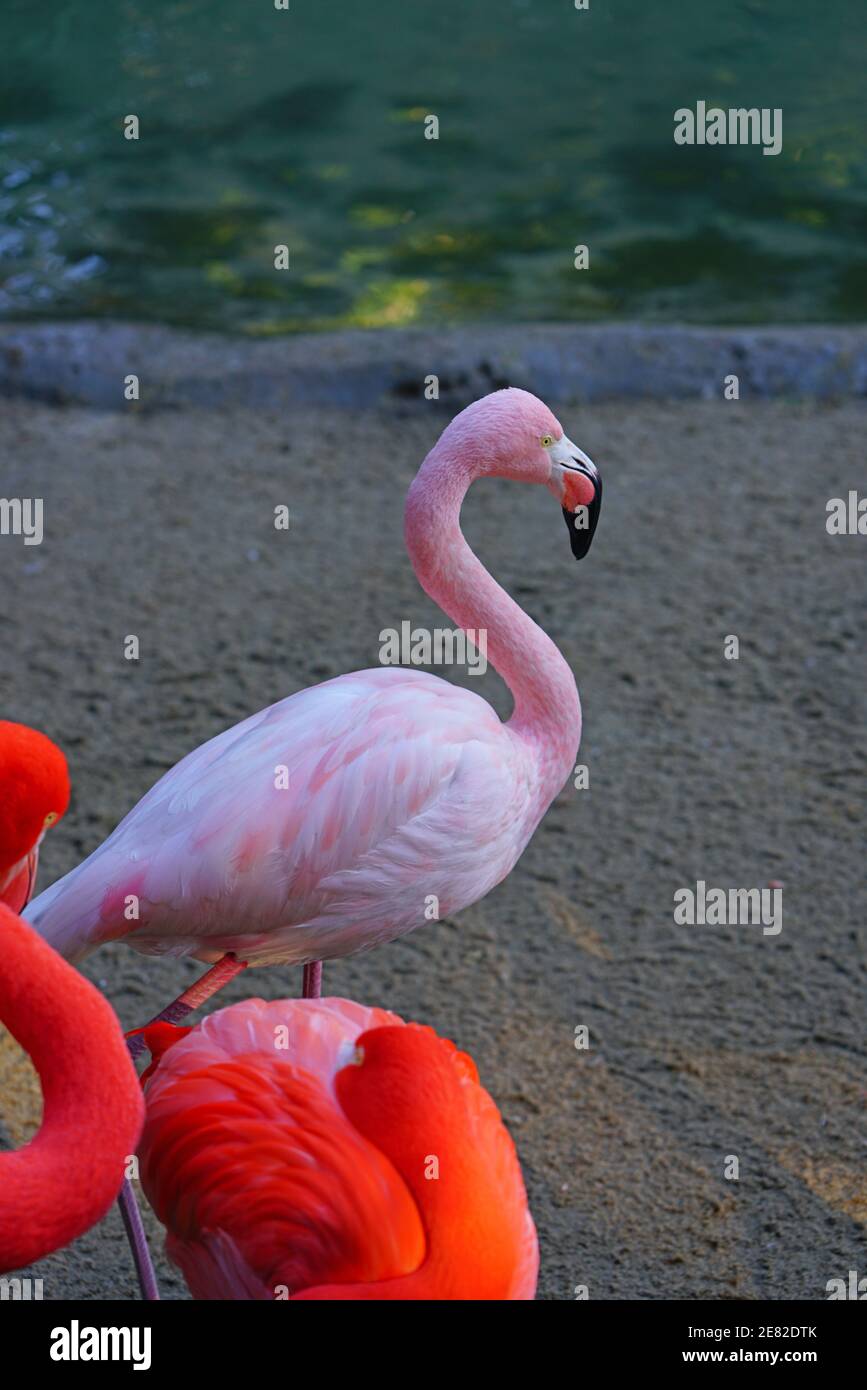 A pink flamingo bird standing on one leg Stock Photo - Alamy