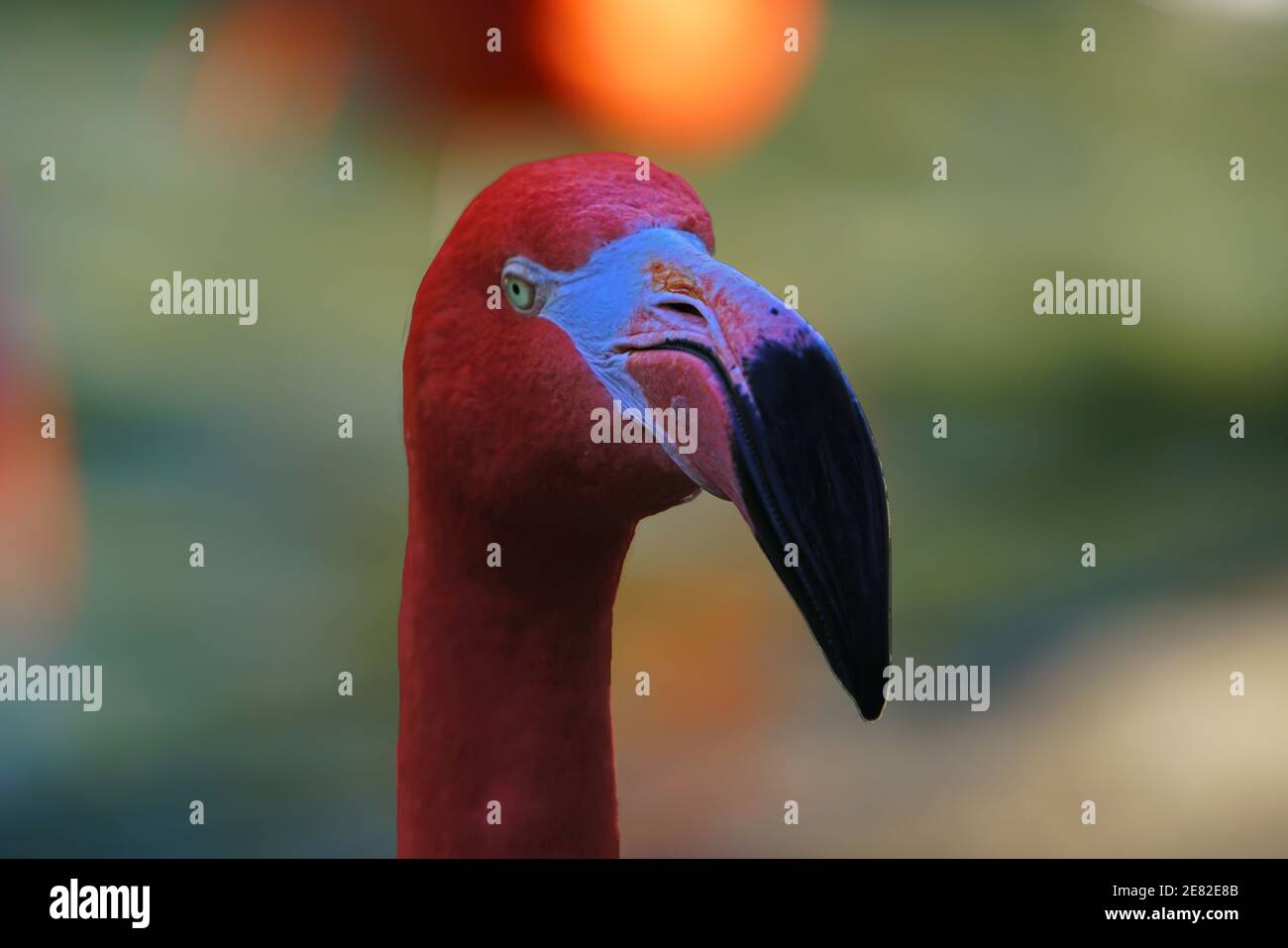 A pink flamingo bird standing on one leg Stock Photo - Alamy
