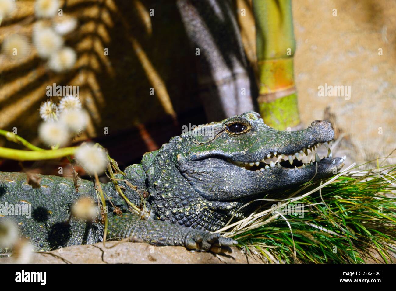 Head and teeth of a West African dwarf crocodile (osteolaemus tetraspis ...