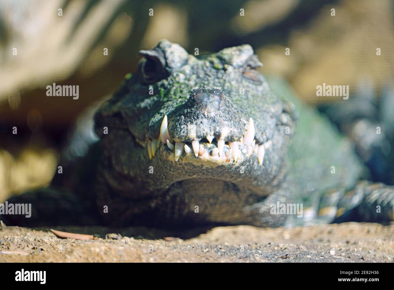 Head and teeth of a West African dwarf crocodile (osteolaemus tetraspis ...