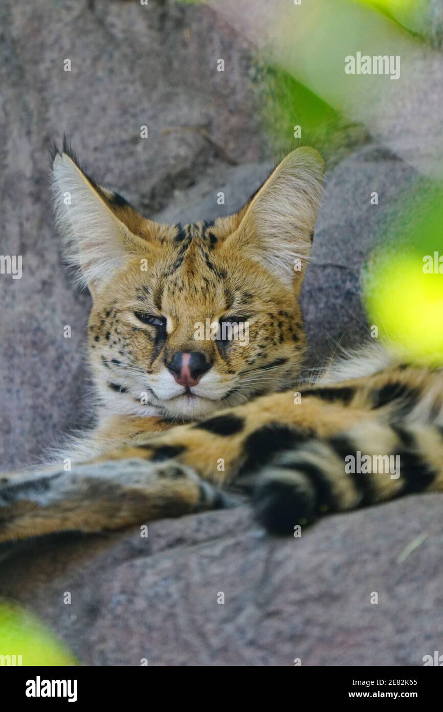 Serval ear hi-res stock photography and images - Alamy