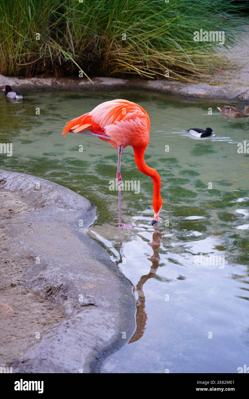 A pink flamingo bird standing on one leg Stock Photo - Alamy