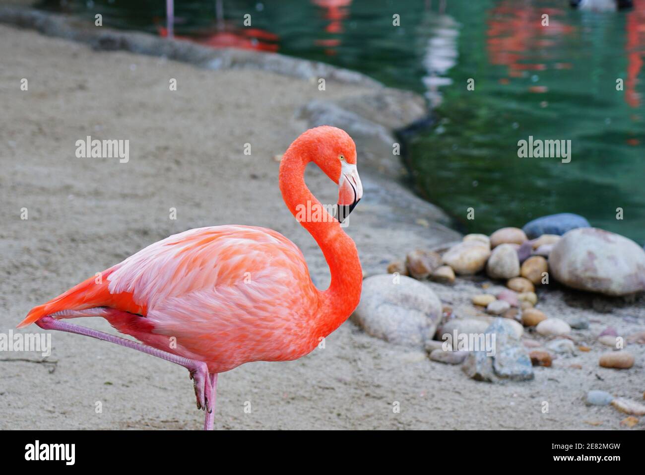 A pink flamingo bird standing on one leg Stock Photo - Alamy