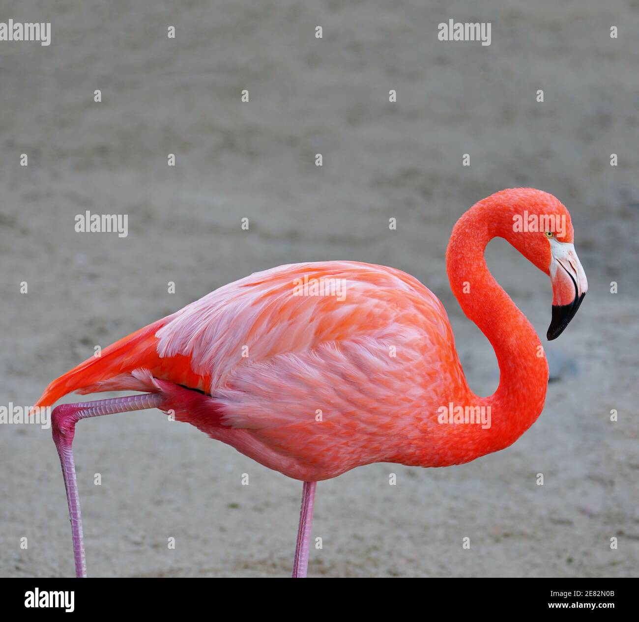 A pink flamingo bird standing on one leg Stock Photo - Alamy