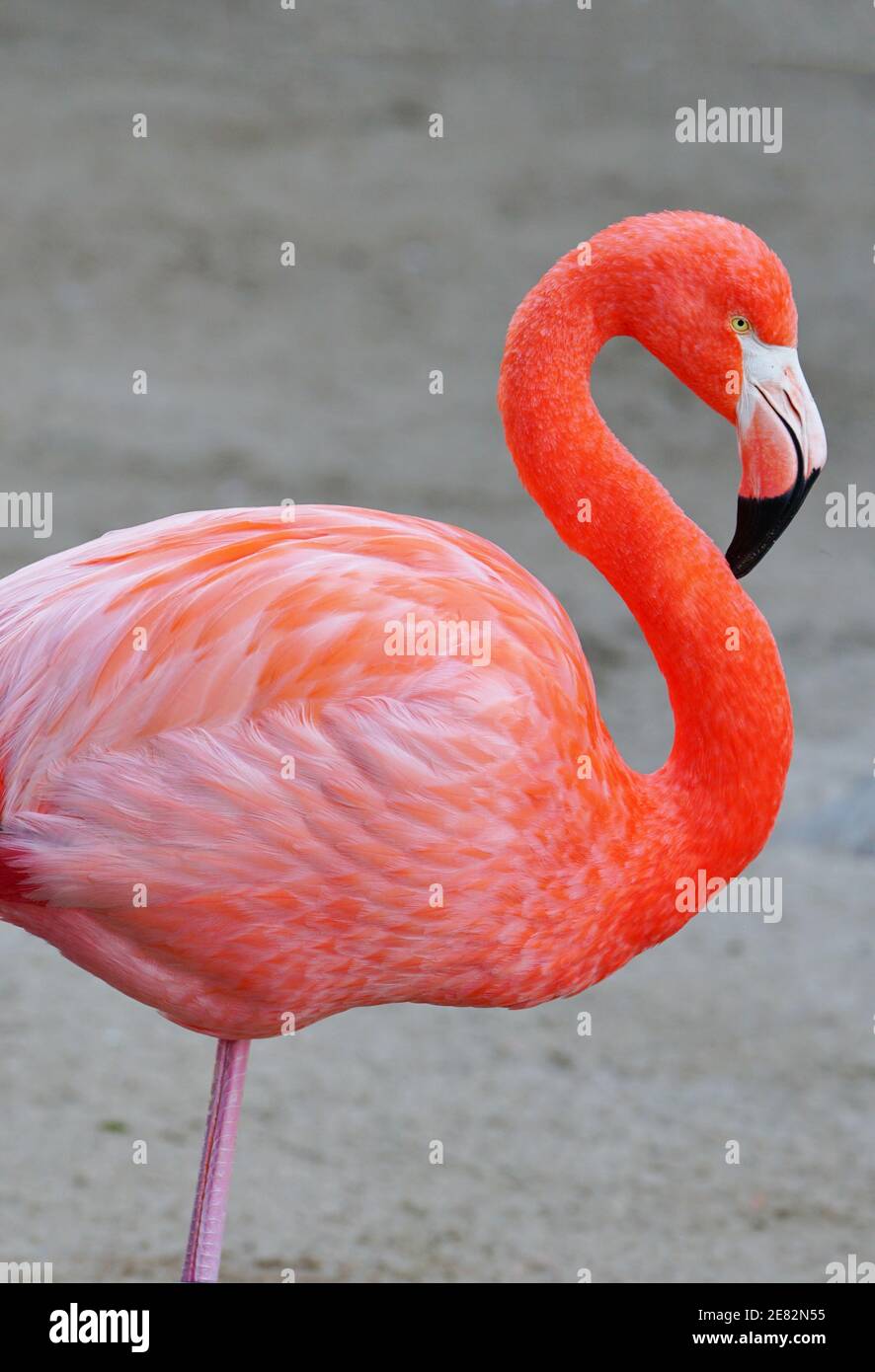 A pink flamingo bird standing on one leg Stock Photo - Alamy