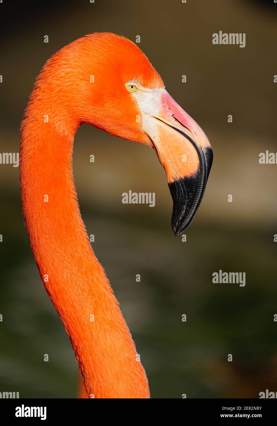 A pink flamingo bird standing on one leg Stock Photo - Alamy
