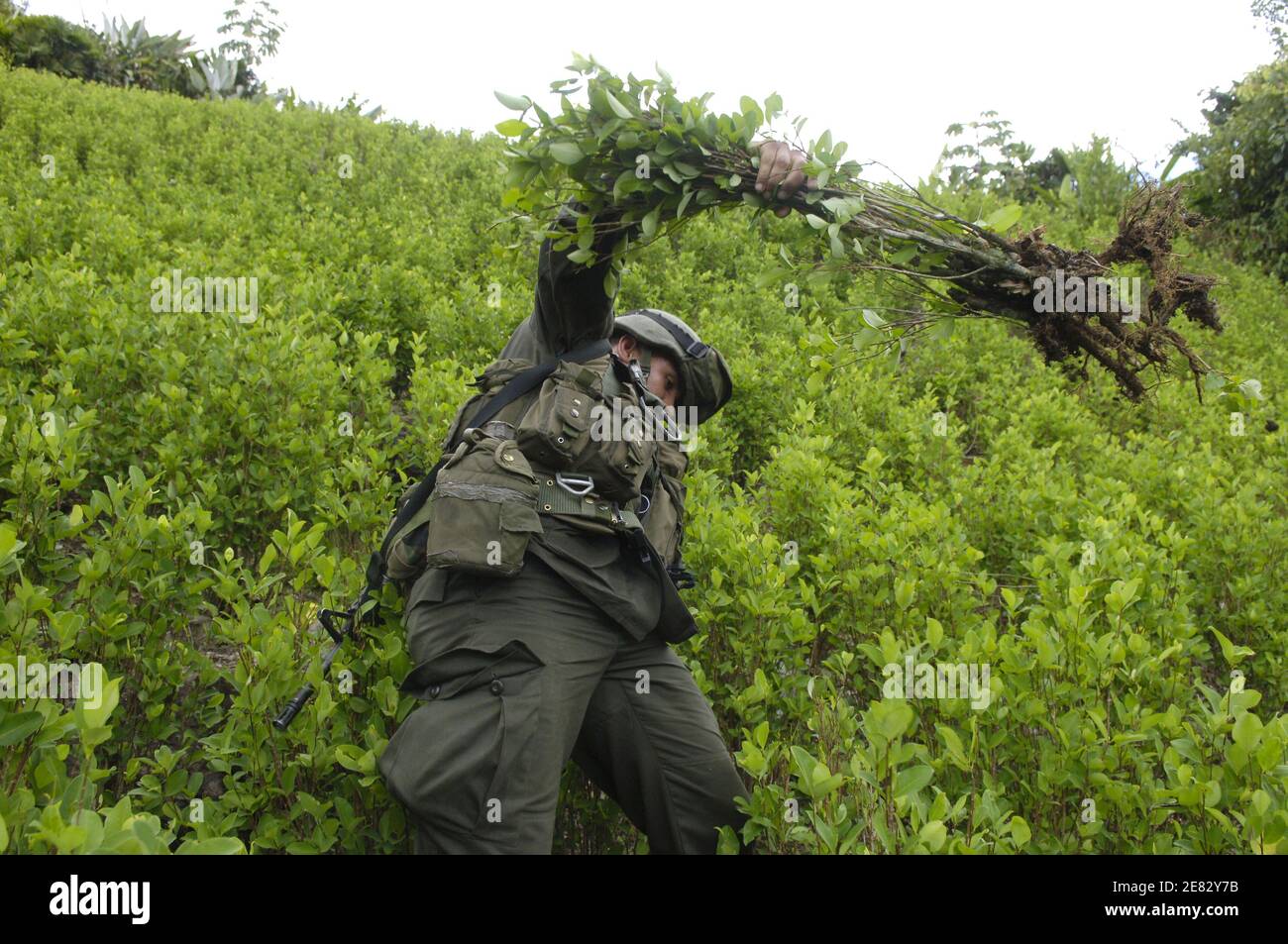 Coca plantation hi-res stock photography and images - Alamy