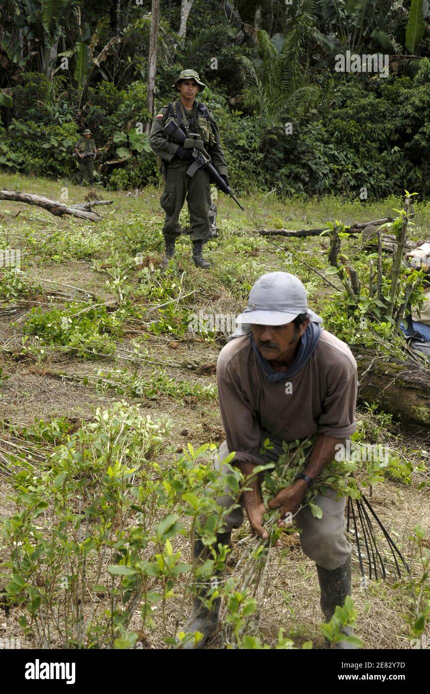 Colombian anti-narcotic police employees destroy an illegal coca ...