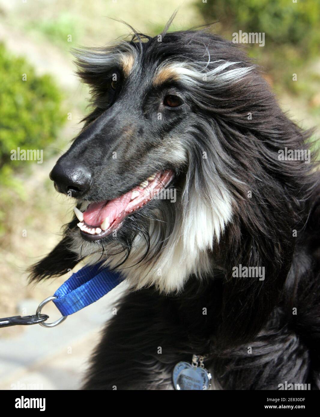 Somatic Cells High Resolution Stock Photography and Images - Alamy