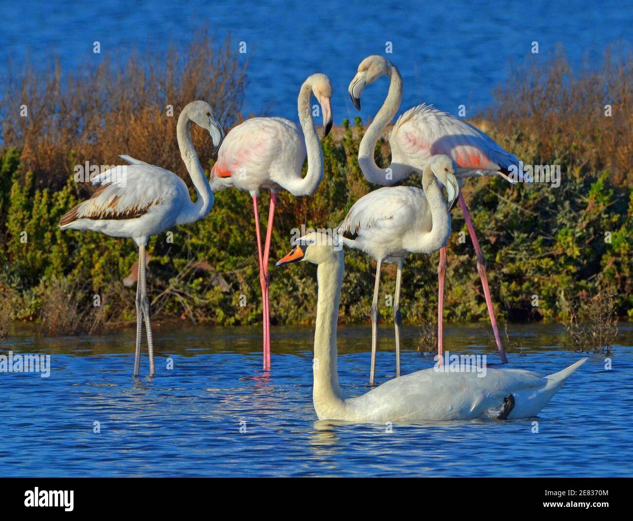 family of pink flamingos and wild swan posing together Stock Photo - Alamy