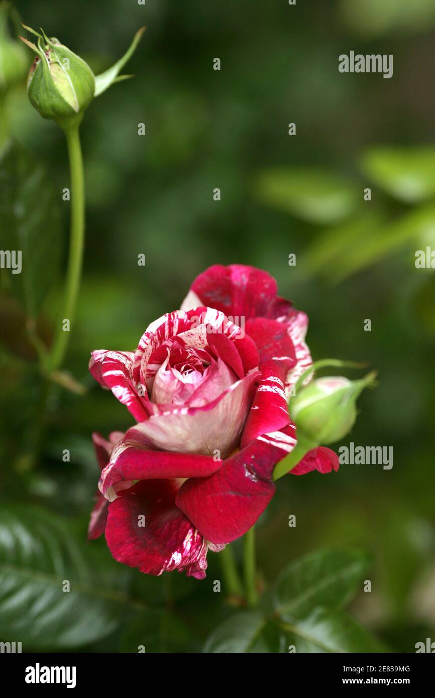 Singer Julio Iglesias launches the new 'Julio Iglesias' rose at the ...