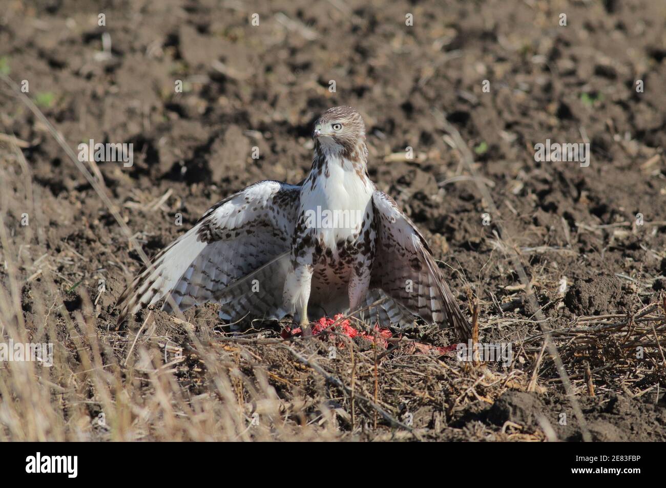 Mantling hi-res stock photography and images - Alamy